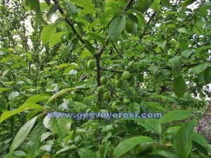 Geyve Yöresi Erik Meyvesi Olgunlaştı - Geyve Yöresi - Yörenin Gözü ...